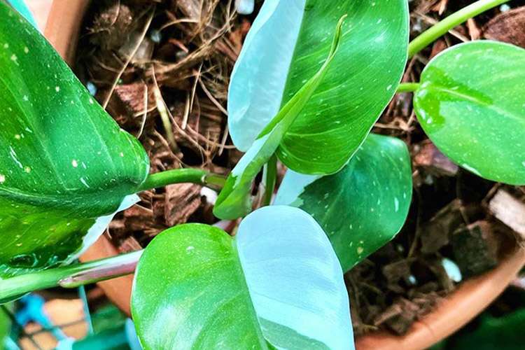 Noot – Keep plants alive + thriving